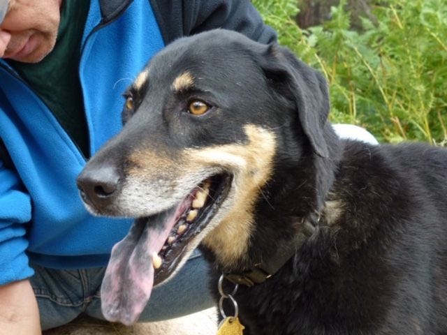 Dexter Dog. Formerly, while my dog was still… | by Steven Hahn | Medium