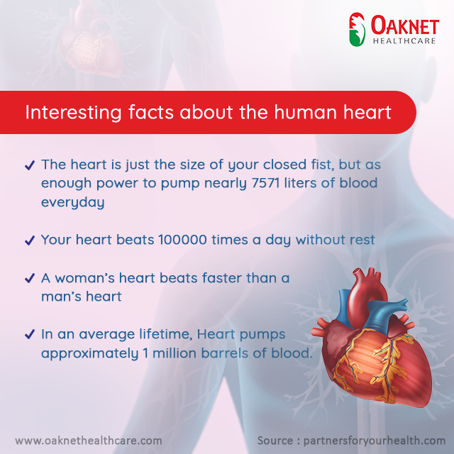 Fun Heart Facts For Kids Interesting Facts About The Human Heart Images Fun Heart Facts For Kids Interesting Facts About The Human Heart Images