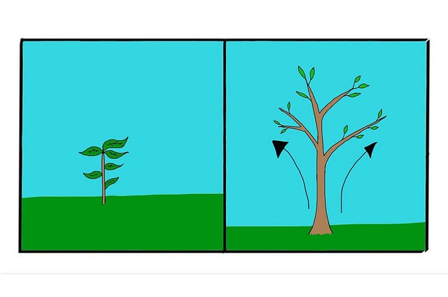 5 Phases, Pt 1. Introduction to 5 Phases | by Alli Urbanik Kimmel, LAc ...