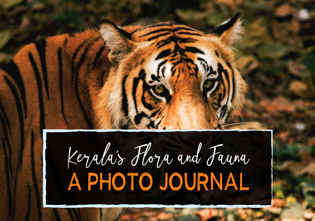 Kerala’s Flora and Fauna: A Photo Journal | by Paradise Holidays | Medium