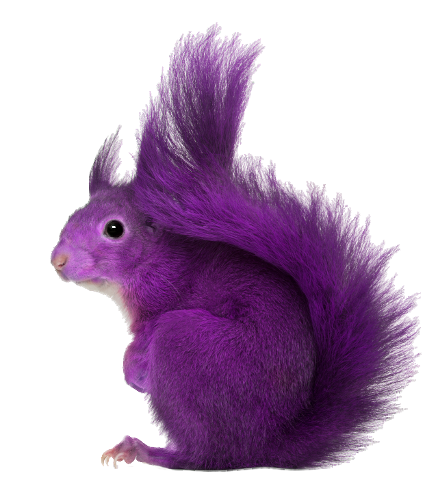 Searching for the PURPLE squirrel | by CASE Europe | Medium