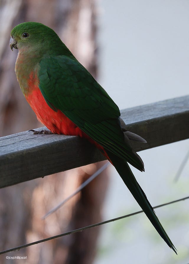 King Parrot friends (gallery). Some photos of our friendly gentle… | by ...