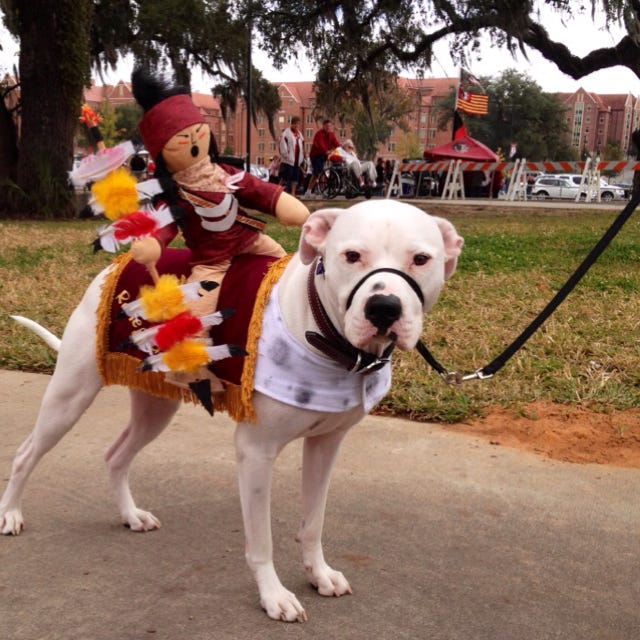Top 5 Places to Take Your Dog at FSU | by Jade Hartwell | Noles For ...