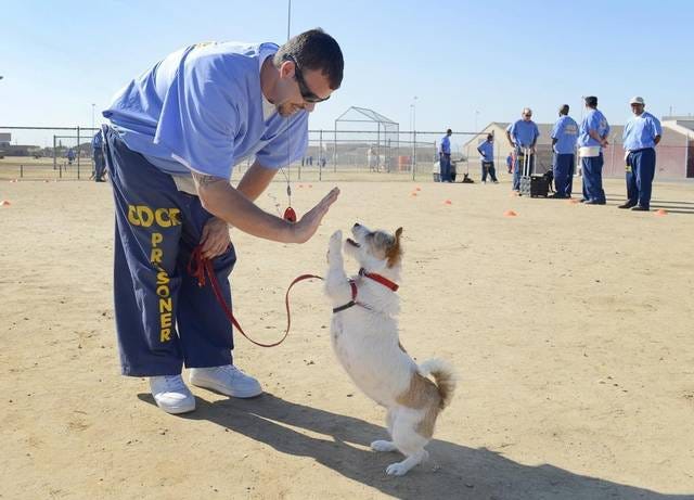 Dog Training in Prison- Sustained Argument | by Edwin Chung | Medium