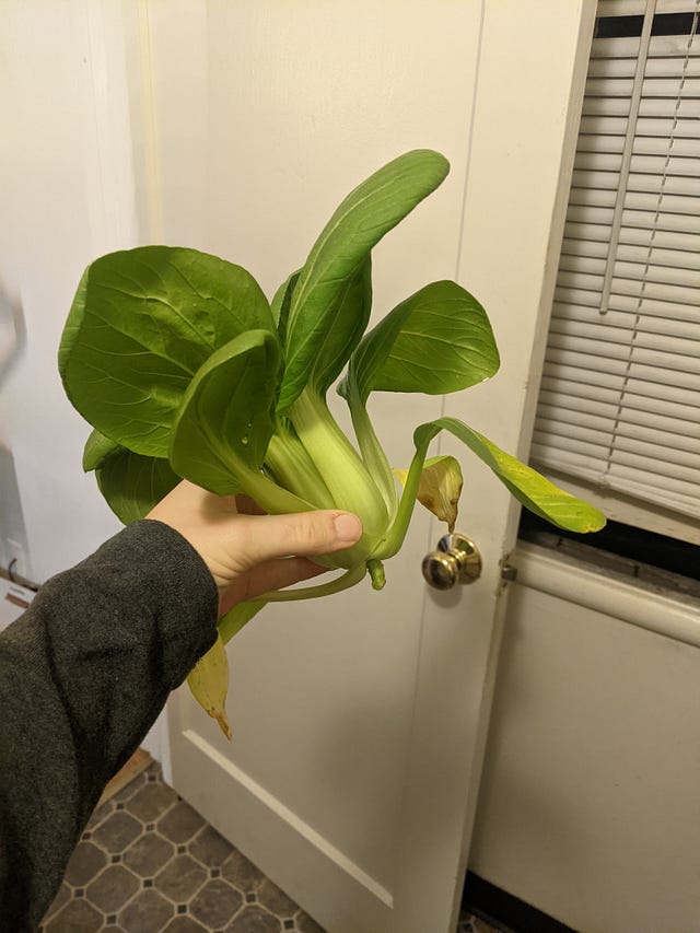 How to Feed Hydroponic Bok Choy. Look at these things! I think my Bok ...