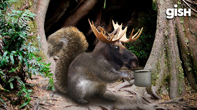 What is GISH?. The Greatest International Scavenger… | by Nikki Keeley ...