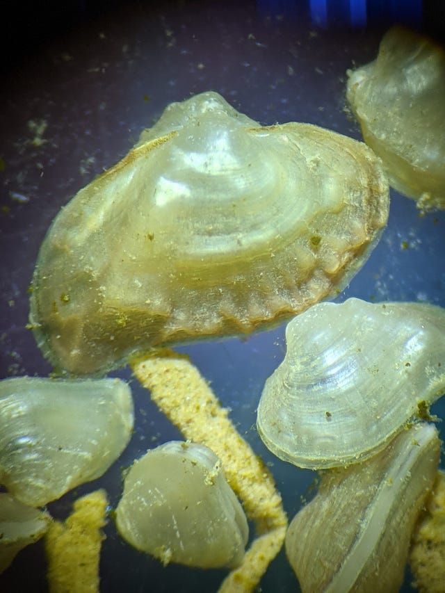One mussel, two mussel, red mussel, blue mussel | by U.S. Fish ...