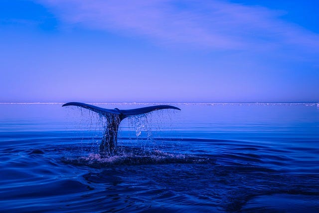 Why Whales Help Freelancers Succeed By Lori De Milto Medium why-whales-help-freelancers-succeed-by-lori-de-milto-medium