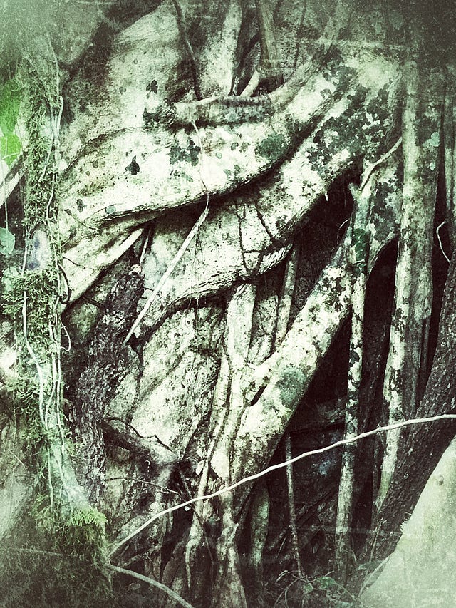 The Nature of Werifesteria. The closer I got to the departure date ...