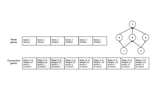 The effective encoding of neural networks in the NEAT algorithm | by ...