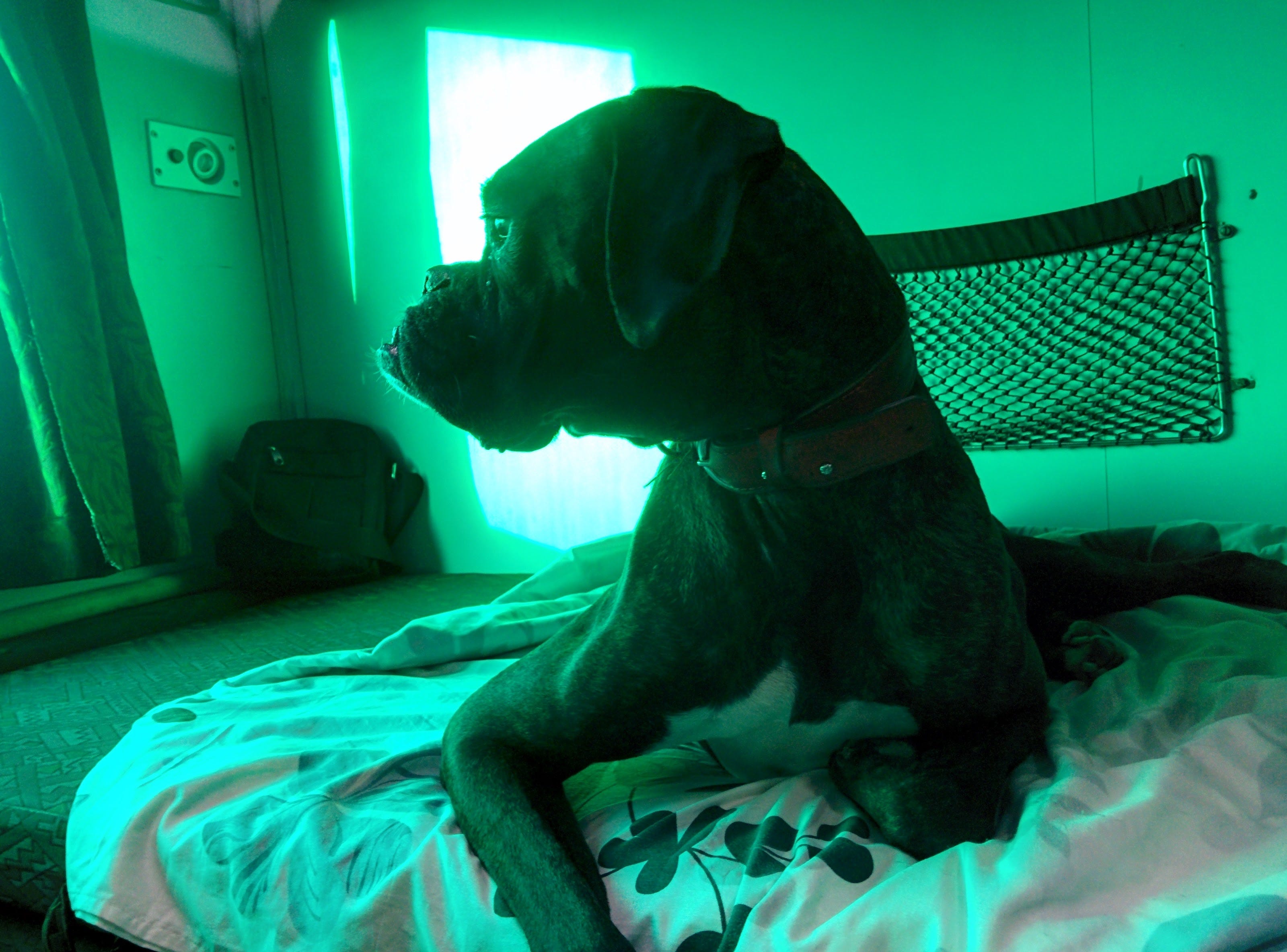 Our last 24 hours with our dog, Dexter.. | by Debolina Chaudhuri | Medium