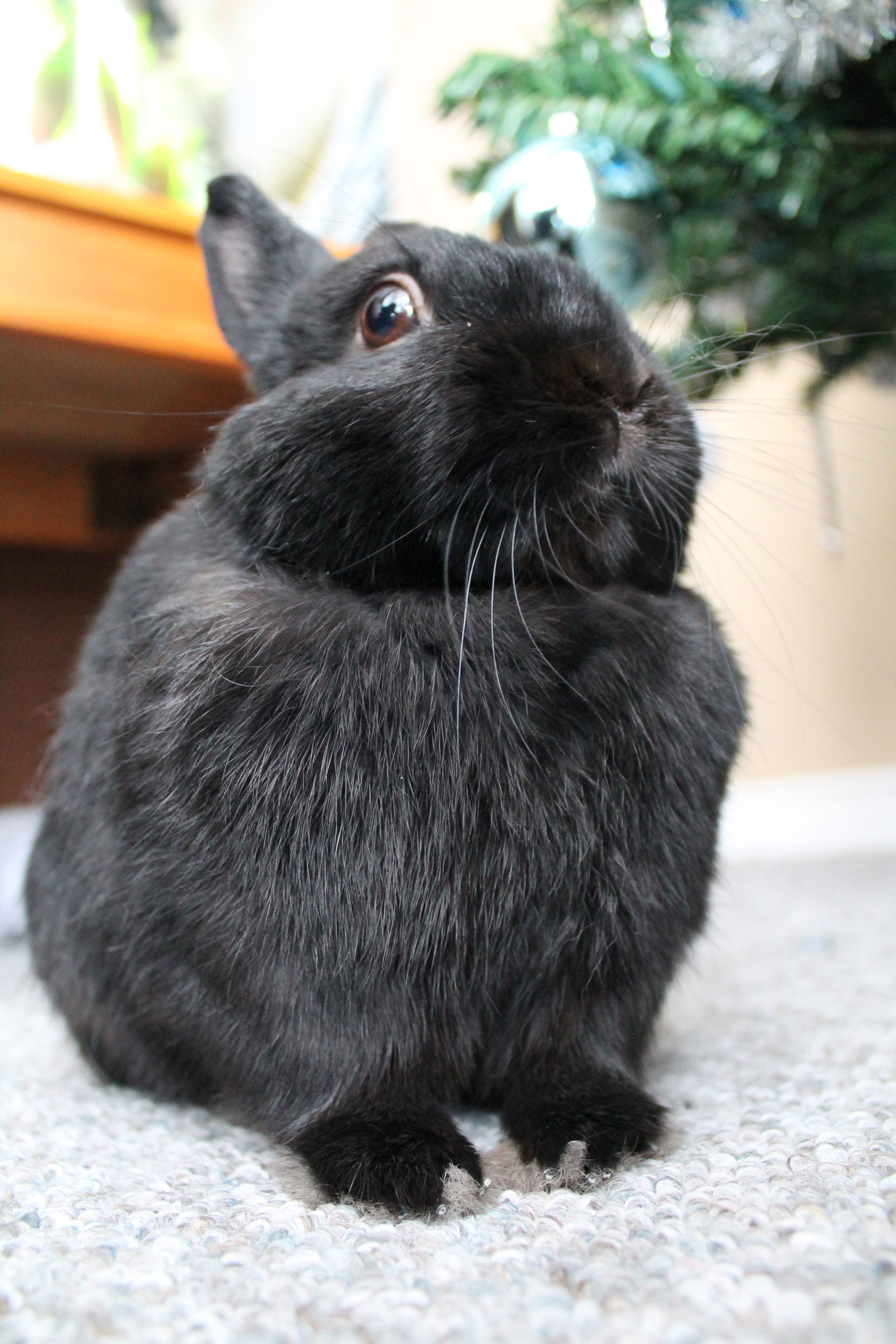 The “Fuzzy Bunny Debugging” That Is Bort | by Lightship | Lightship ...
