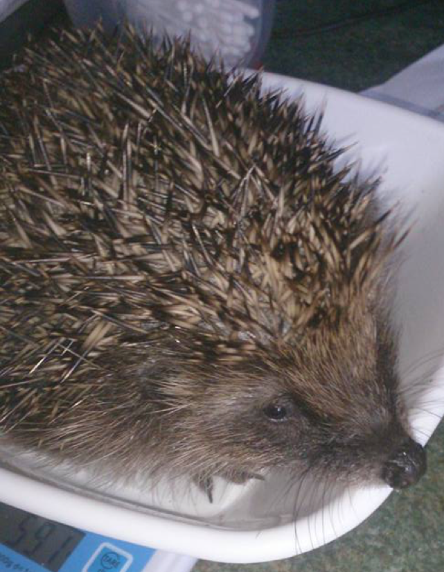 Hedgehog Numbers Are On The Decline — Act Now To Save Them | by Steph ...