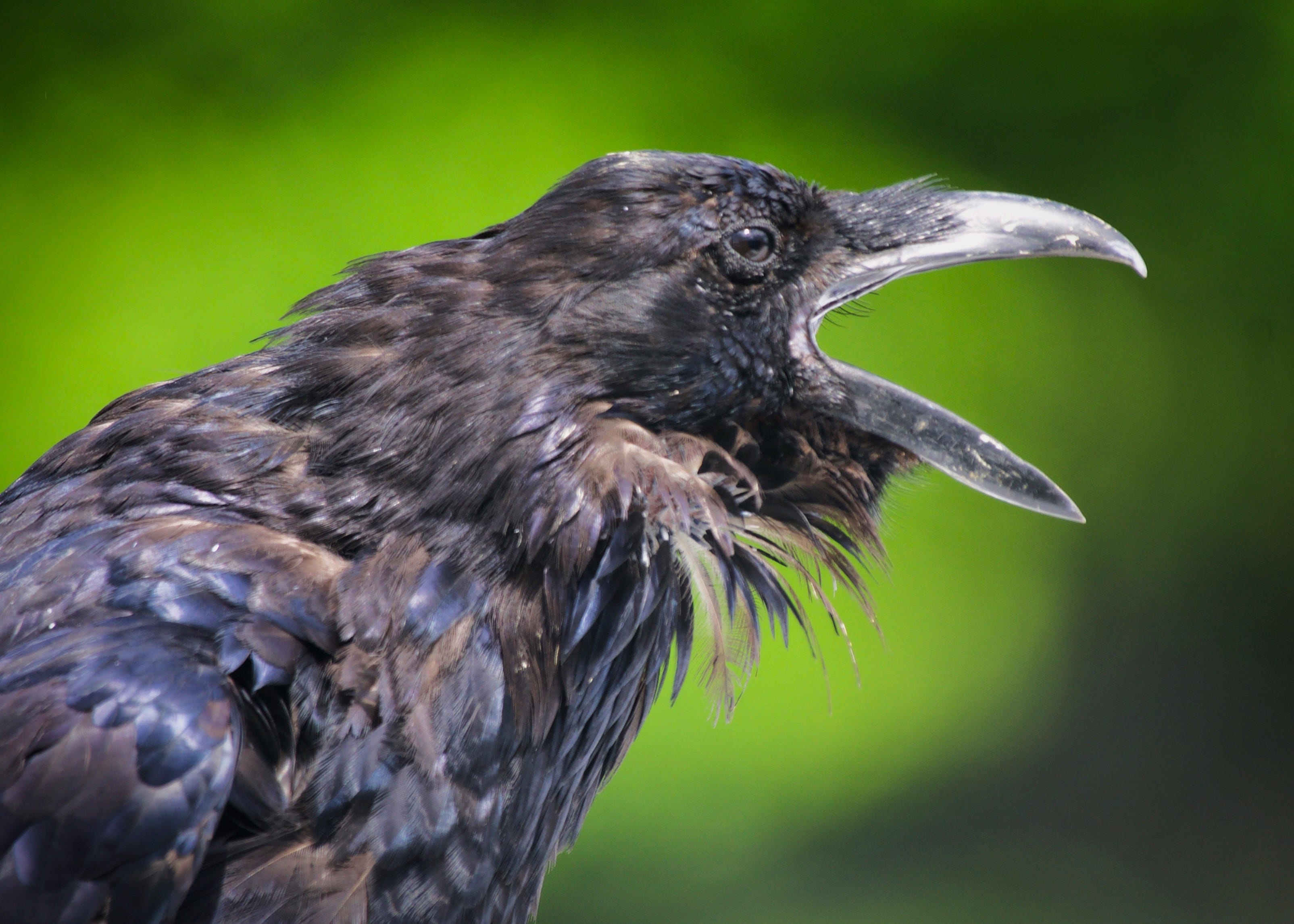 Migration’s Pull - The feathered trail - Medium