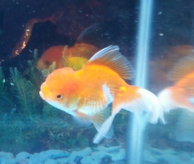 Thank You Zeus.. My Goldfish, Zeus saved me. | by Babs Montalban | Medium