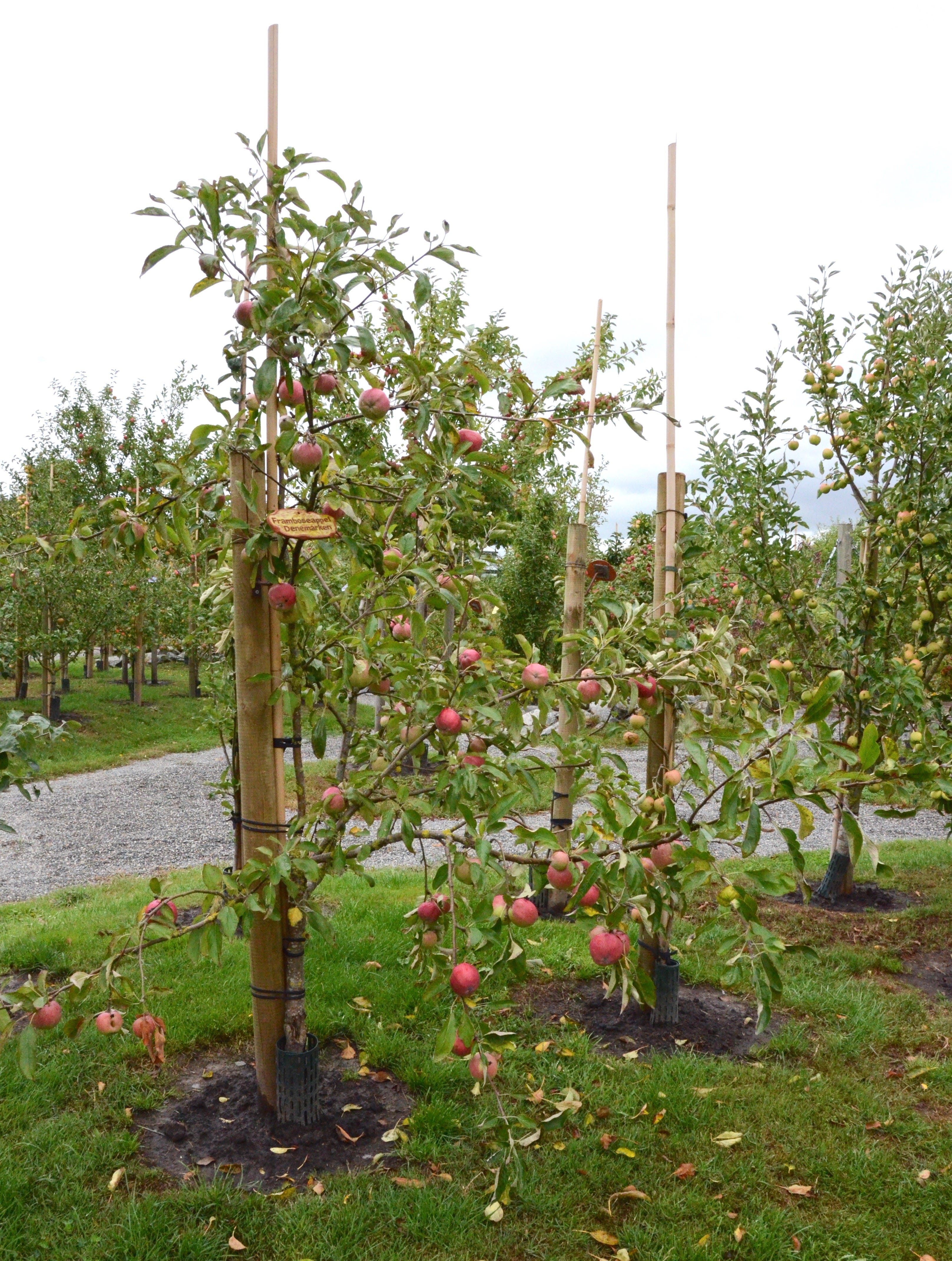 29. One-day visit to Pomarium in Emden, great place in NW Germany. | by ...