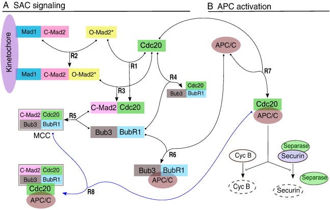Spindle assembly checkpoint is sufficient for complete Cdc20 ...