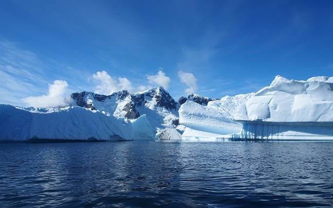 Antarctic Midge — An Amazing Creature | by Infinite Knowledge | Medium