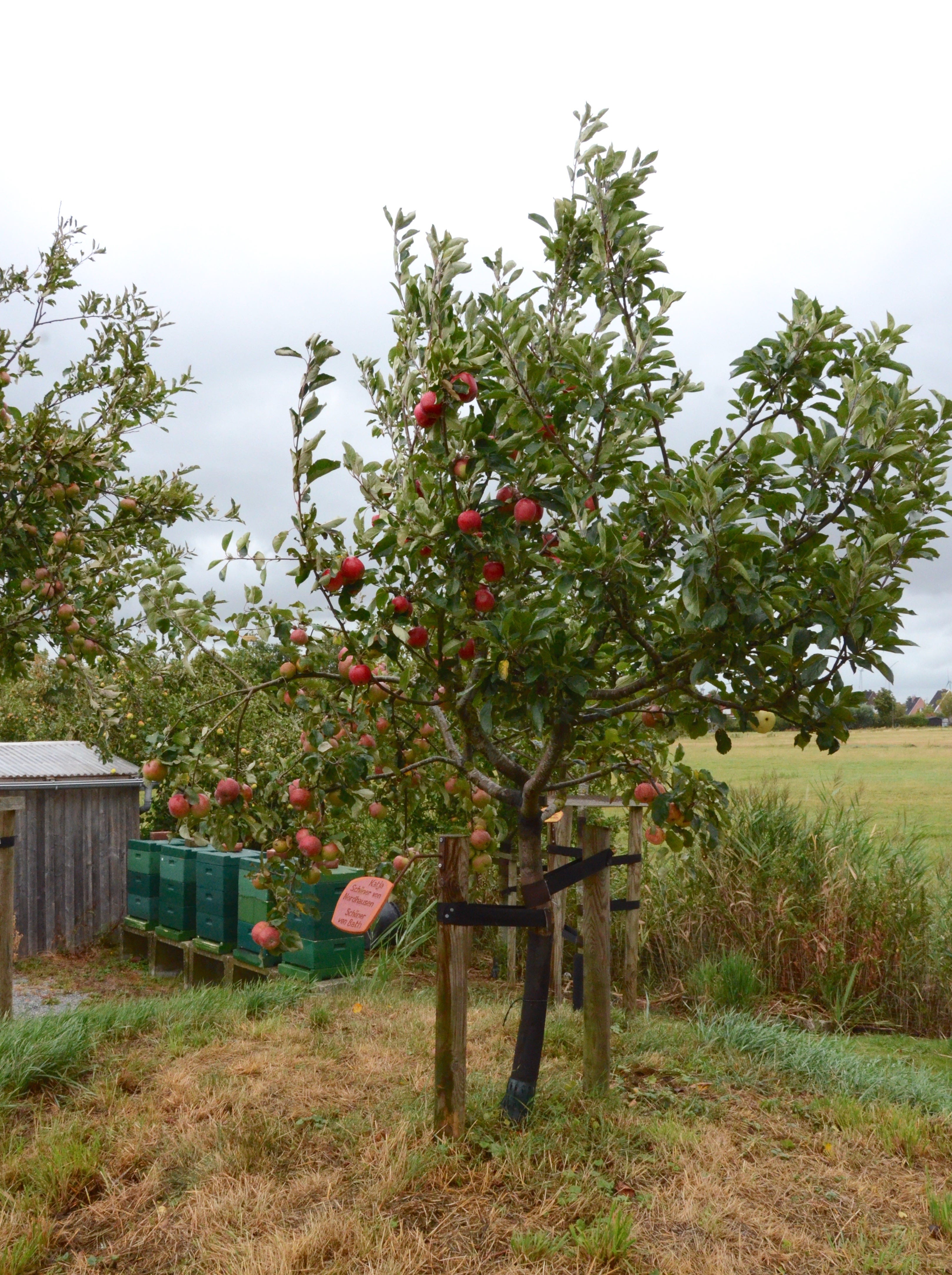 29. One-day visit to Pomarium in Emden, great place in NW Germany. | by ...