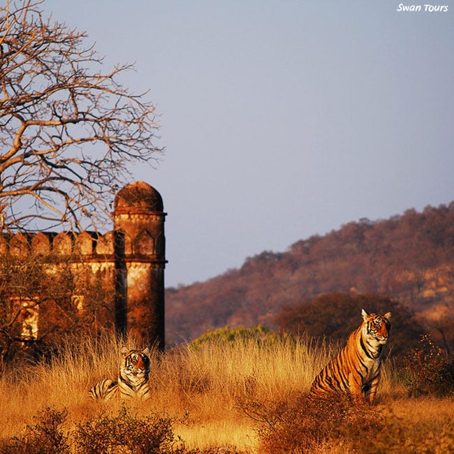 Sariska Tiger Reserve — Wildlife Century in Rajasthan | by Nisha Parmar ...