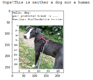 Dog Breed Classifier Project. Project Overview | by Sirishbhudolia | Medium