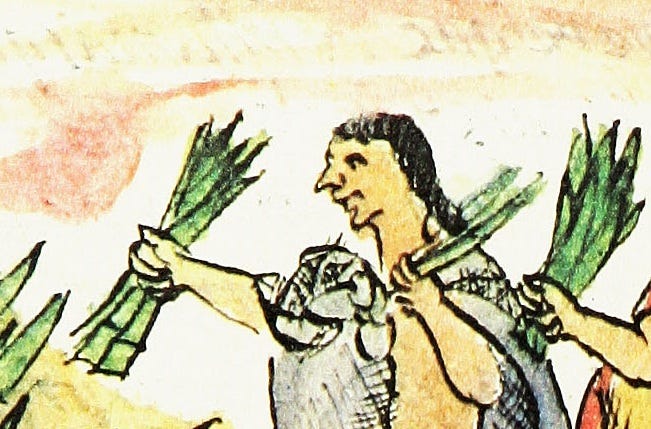Mexican Medicinal Plants. Ancient knowledge of pre-Columbian… | by Juan ...