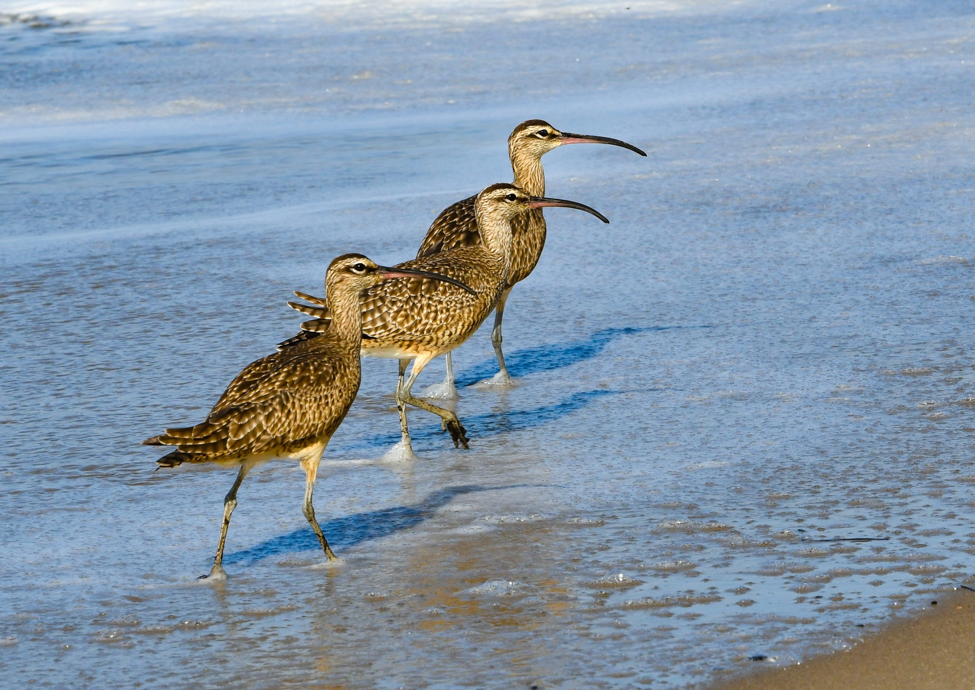 Seabirds of Santa Barbara. A Walk on the Beach with Birds | by Erika ...