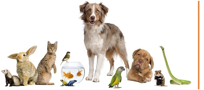 5 Important Animal Oral Health and wellness Tips | by Best Vets Near Me ...