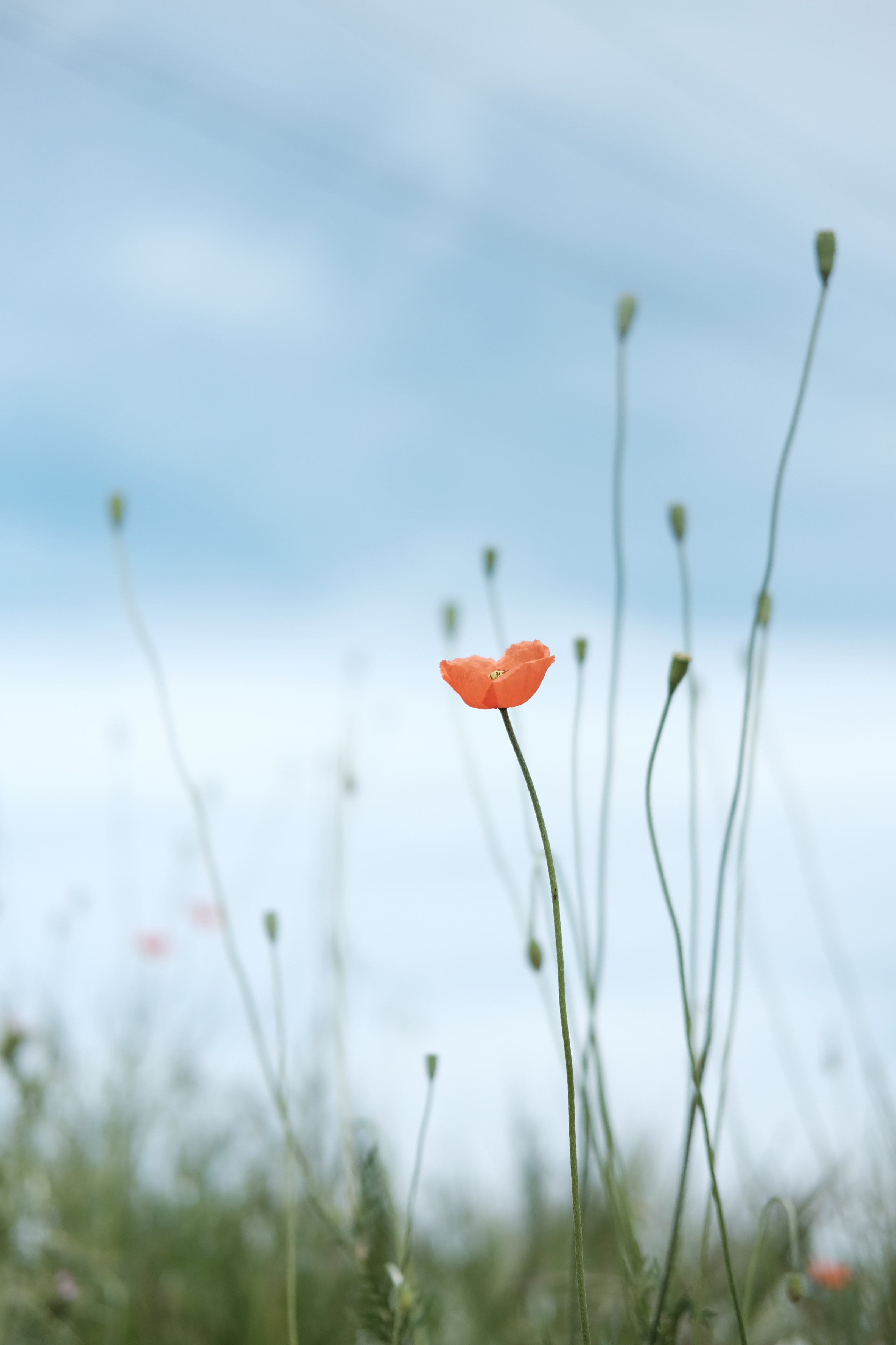 Window of Hope. Letter to humanity in a Haiku | by Anchal Sood, PhD ...