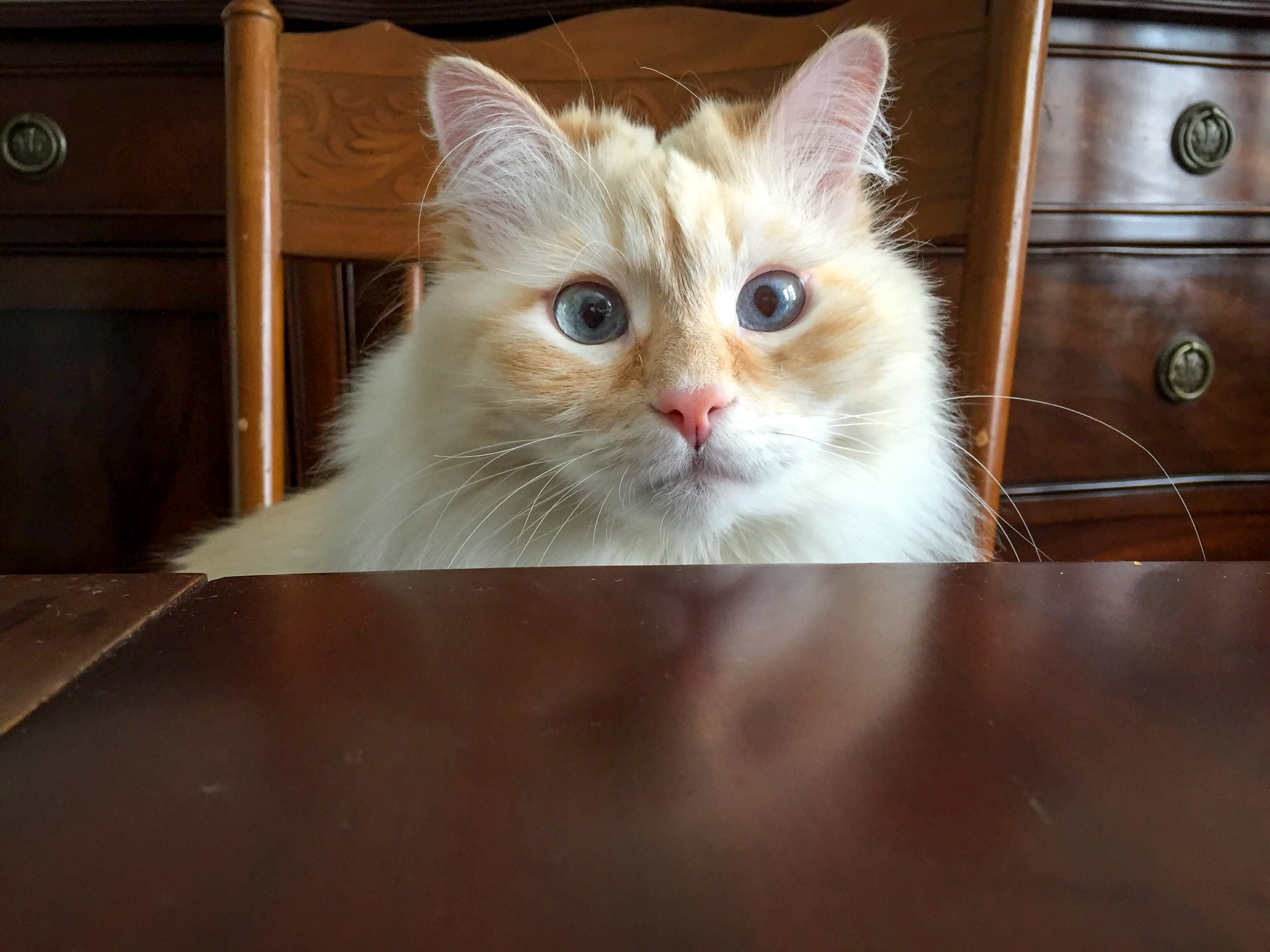 Kimba-kins.. Kimba Kittenhead. Kimba-kitty… | by Krista Rawlinson | Medium