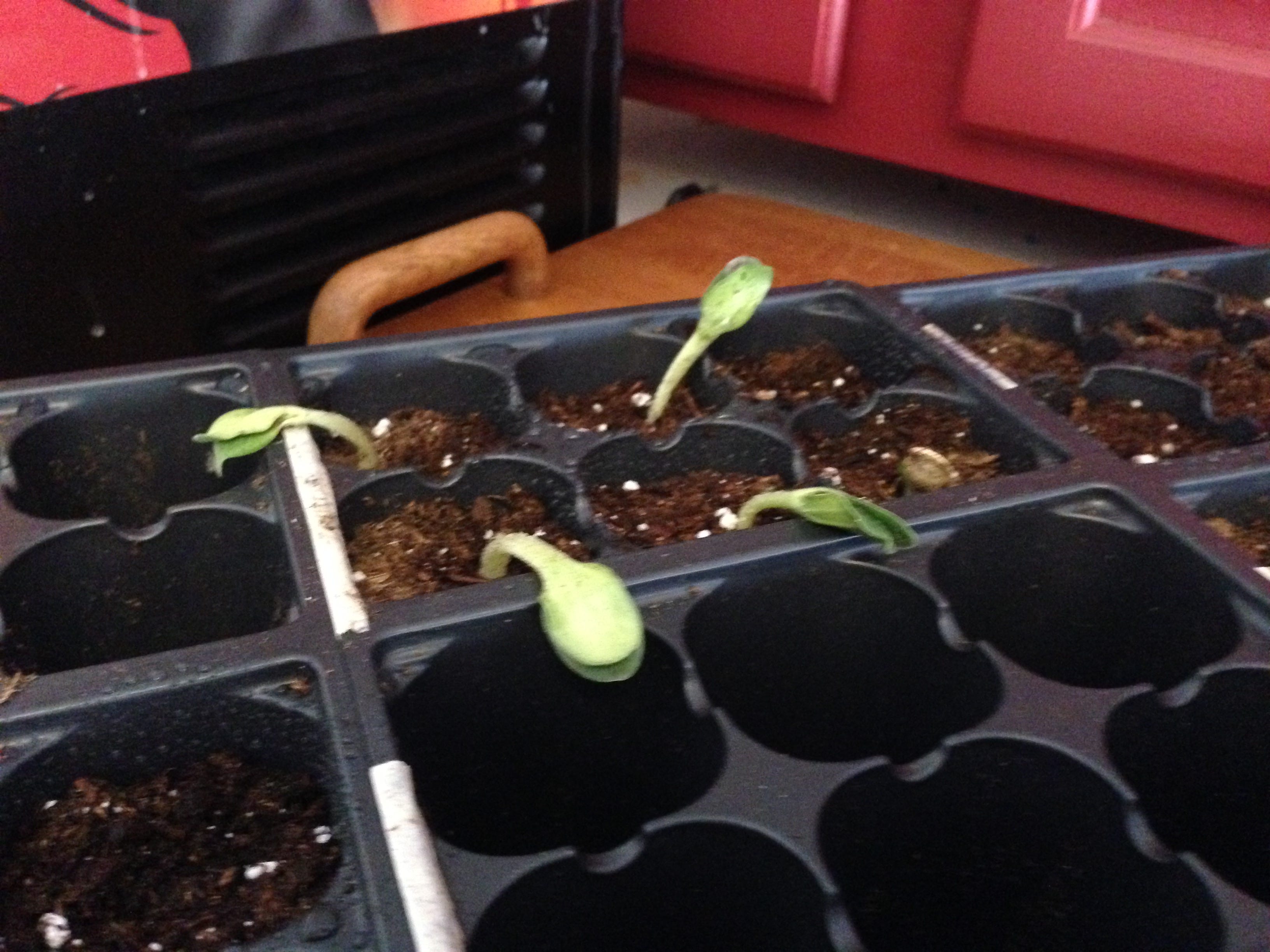 Common Seedling Pests and Diseases | by David John LaPlante | Plante ...