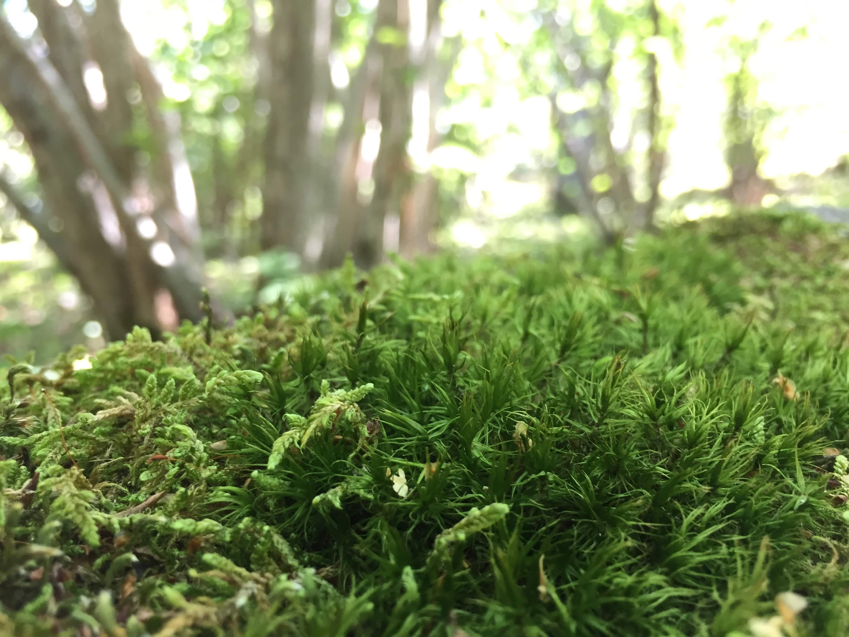 The Small Things. My World Close Up | by Lisa Bolin | SNAPSHOTS | Medium
