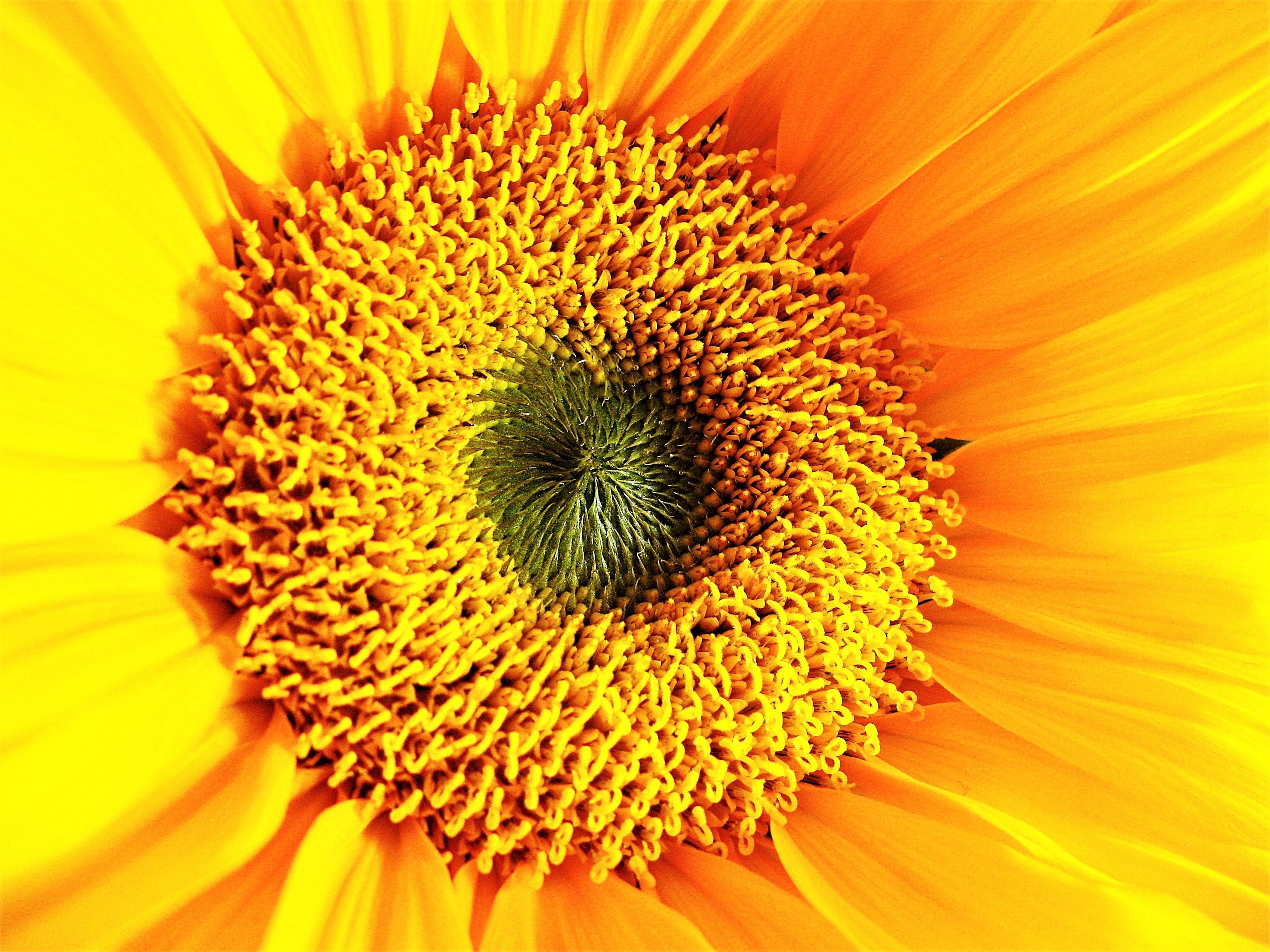 Inside the Flower. Macro Photos of the inside of flowers | by Anna ...