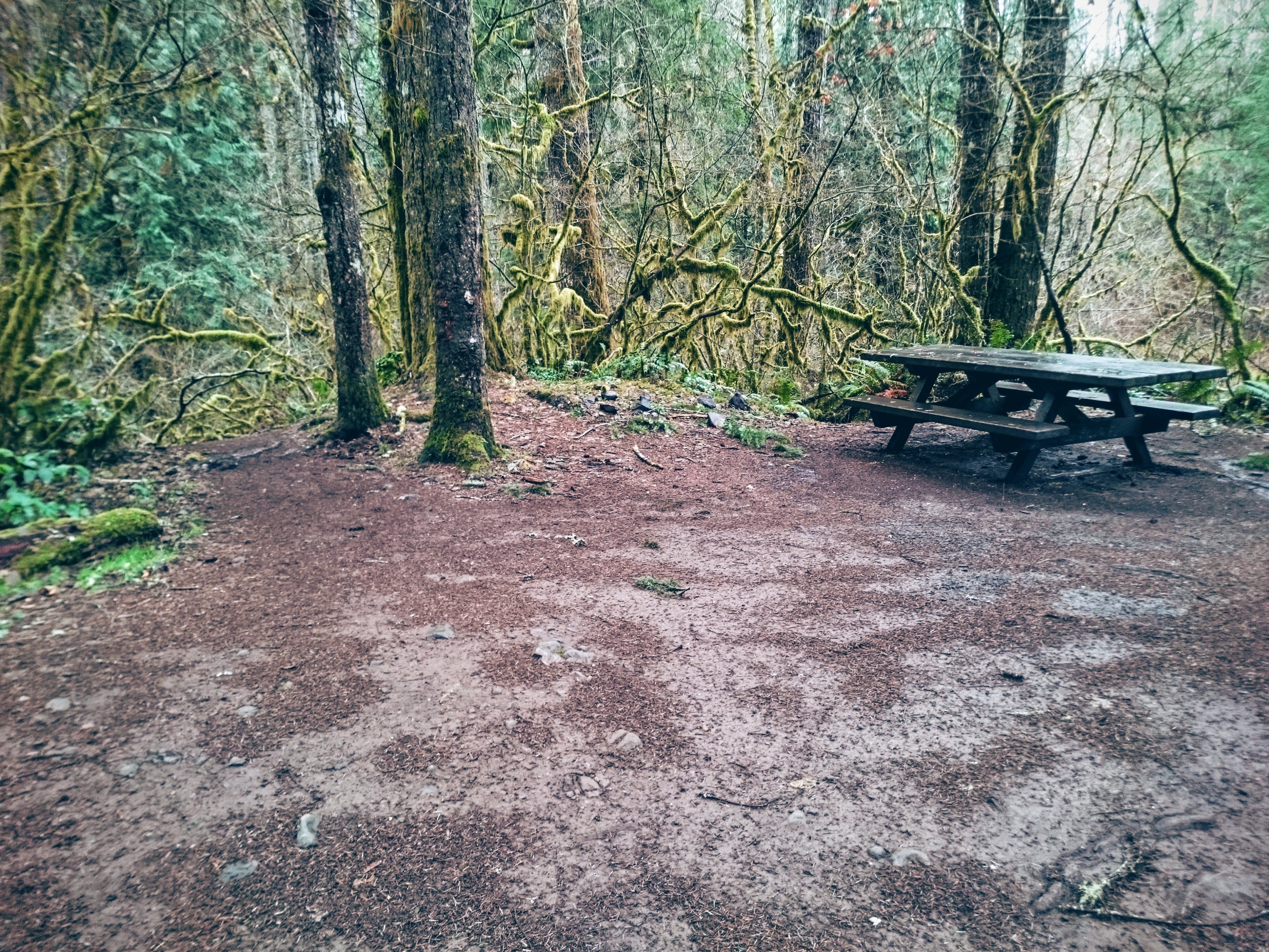 Mima Falls Trail. Capitol State Forest, Washington | by Stacy & Brandon ...