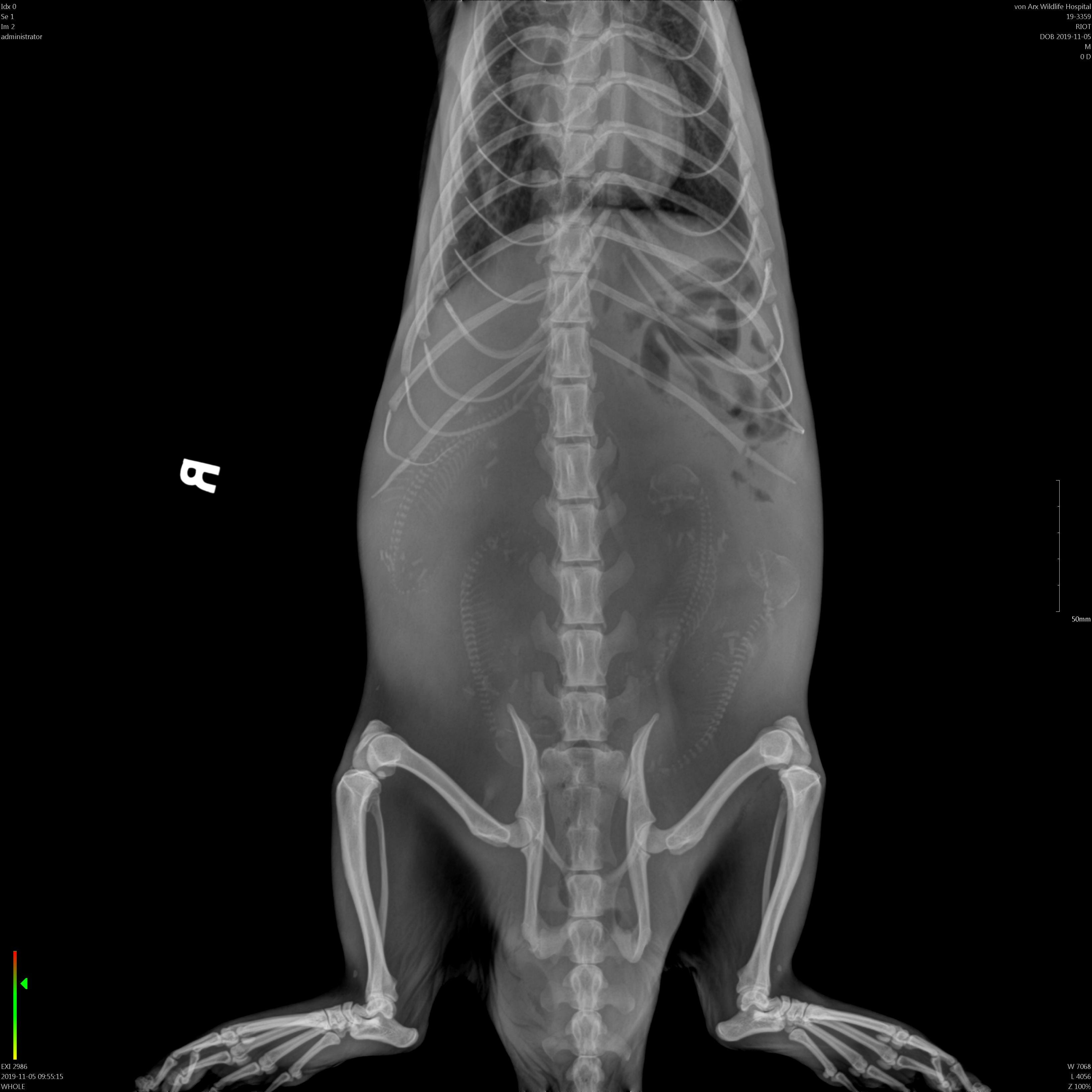 Pregnant river otter arrives in critical condition | by Conservancy of ...