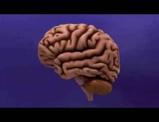 Neural Activity in Cerebral Organoids: a New Tool to Find Cures | by ...