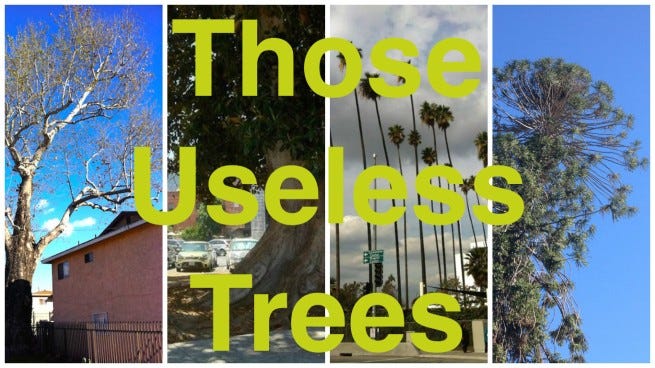 Those Useless Trees — The Southern California Black Walnut | by Eric ...