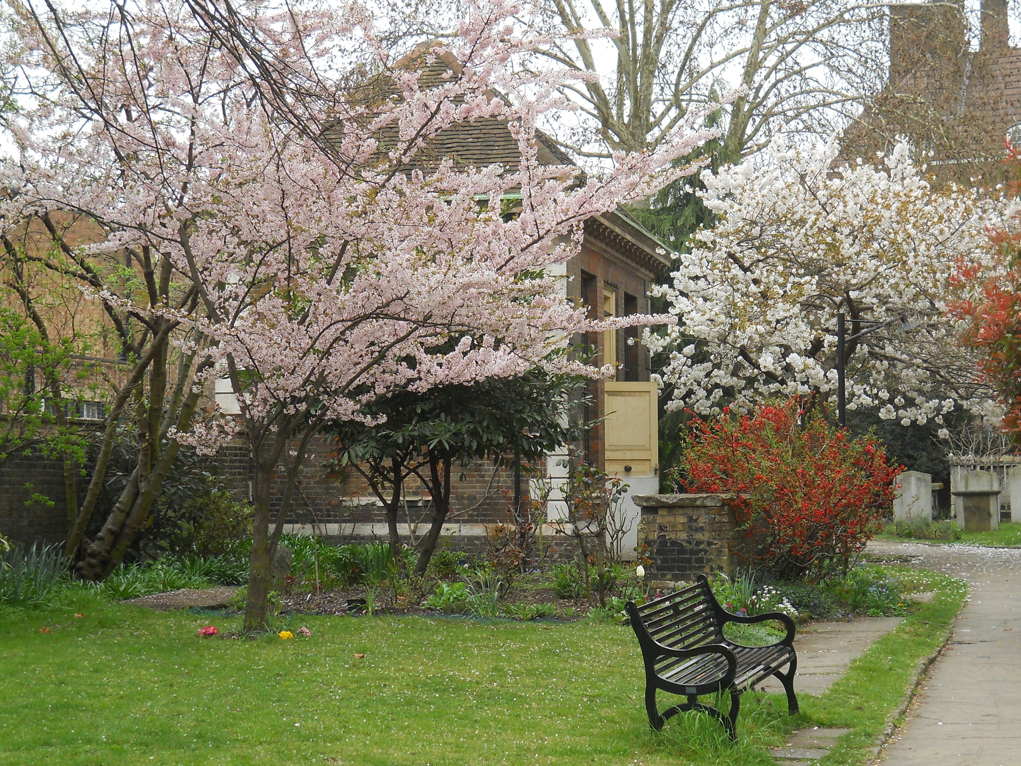 Deptford cherry blossom | by Deptford Society | Deptford | Medium