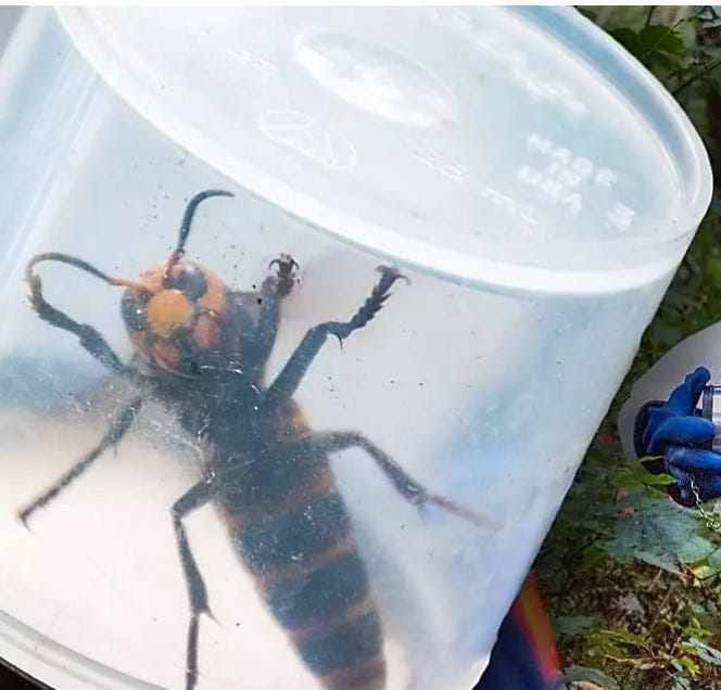 Remember Murder Hornets?. They just found the stuff of nightmares… | by ...
