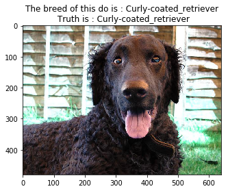 Dog Breed Identification Using Transfer Learning By Tamer Farag Medium