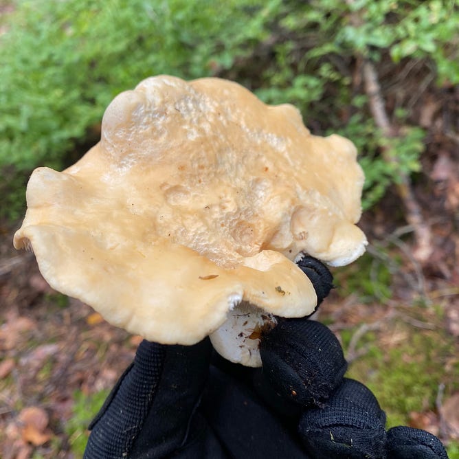 Hedgehog mushrooms + recipe. Hedgehog mushrooms (🇫🇮 vaaleaorakas)… | by ...