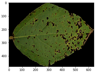 Leaf Disease Classification using Deep Learning and Image Segmentation ...