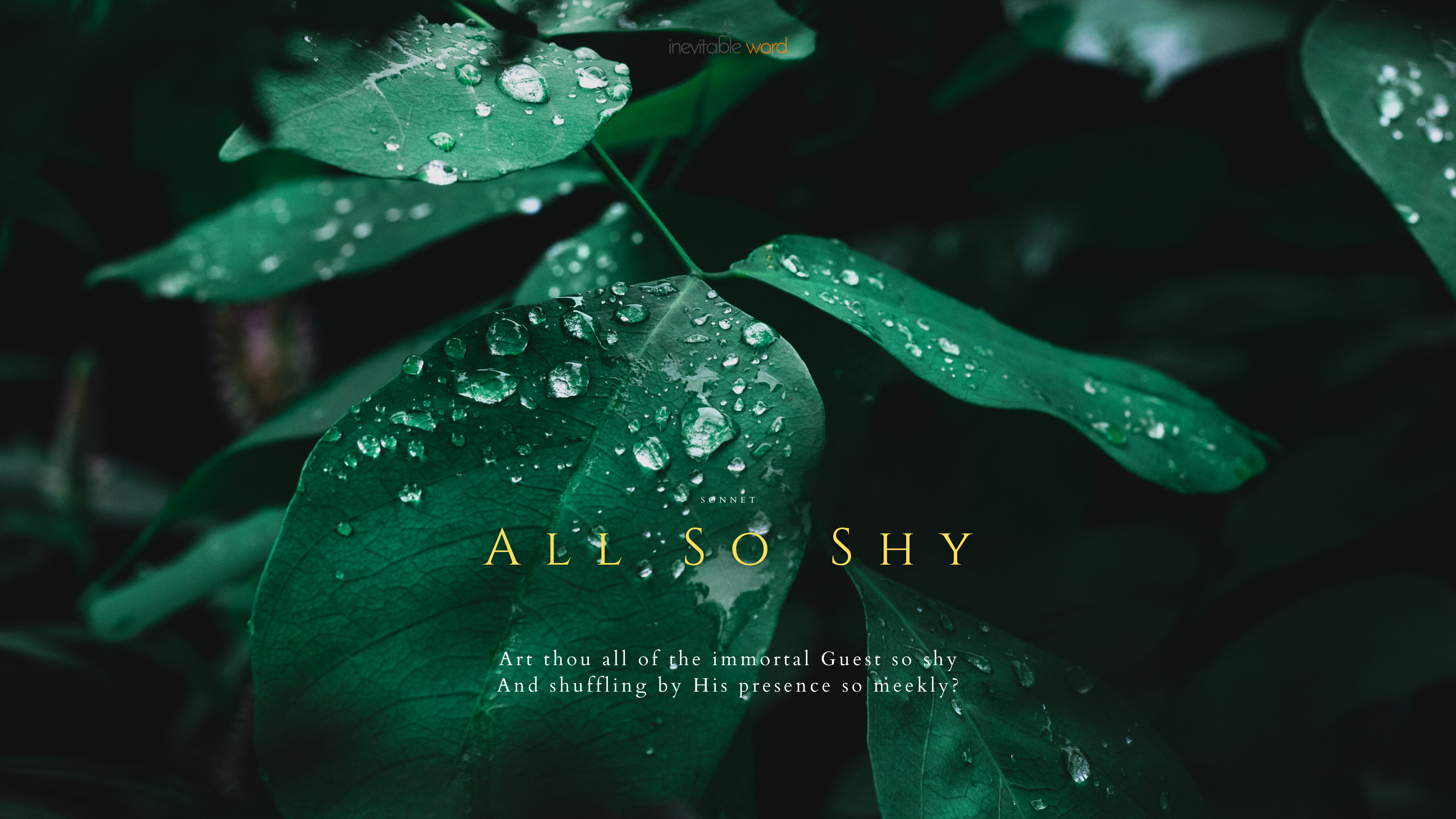 All So Shy - Inevitable Word - Medium