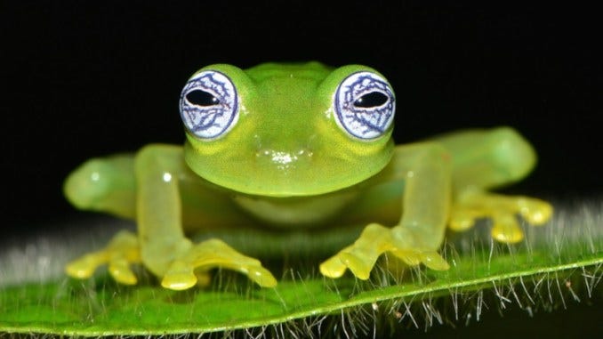 Pourquoi les grenouilles de verre ont une peau transparente ? | by ...