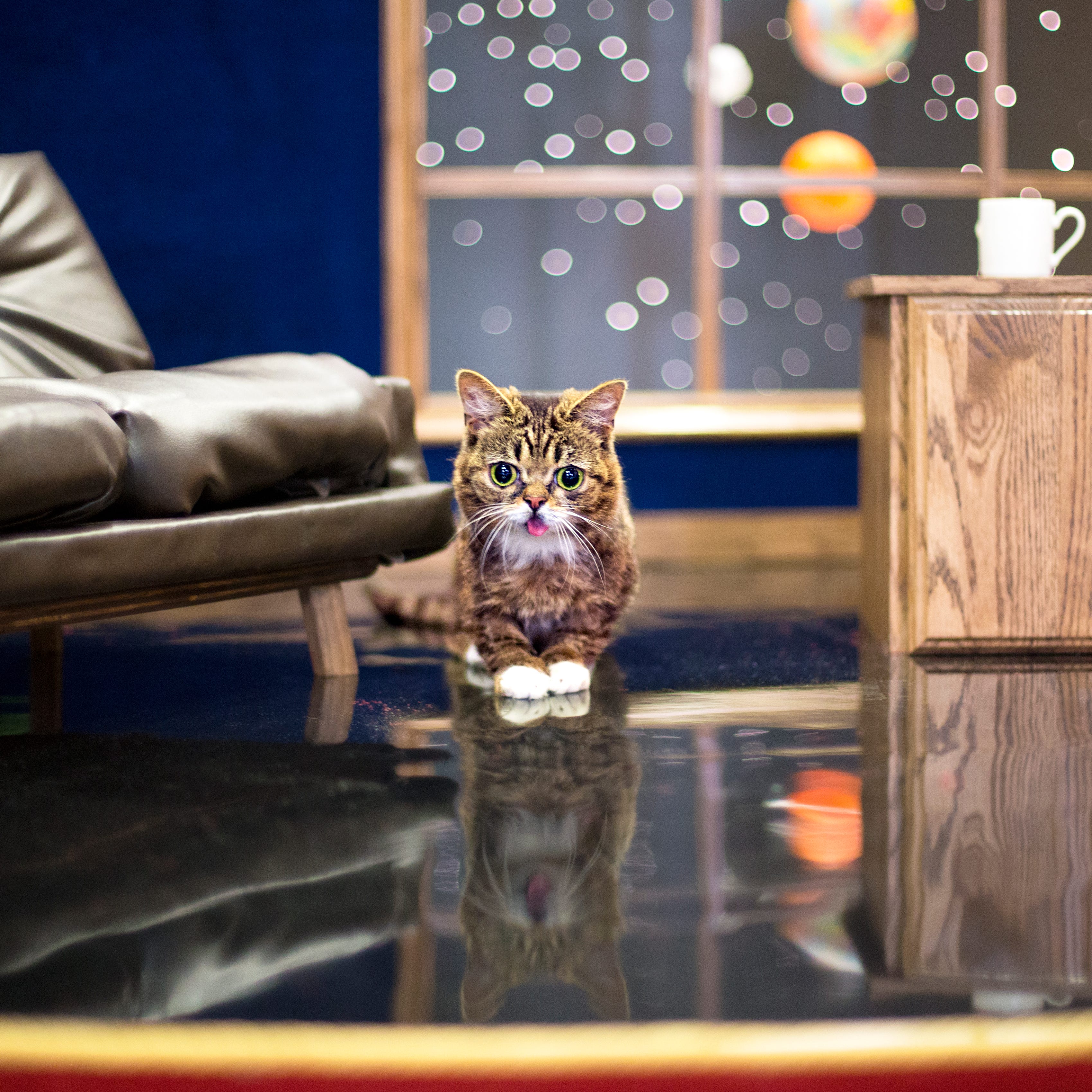 A Cat with a Cause. Lil BUB, the internet’s favorite animal… | by ...