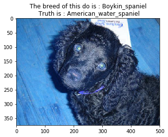 Dog Breed Identification Using Transfer Learning By Tamer Farag Medium