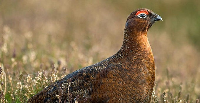 Lessons From Game Birds. I’ve spent a fair amount of time… | by Joseph ...
