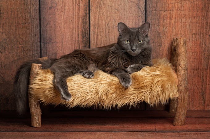 Fact About Nebelung cat, Personality, History, and HD Pictures | by Pet ...