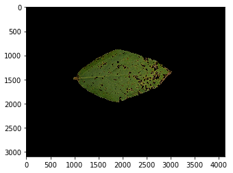 Leaf Disease Classification using Deep Learning and Image Segmentation ...