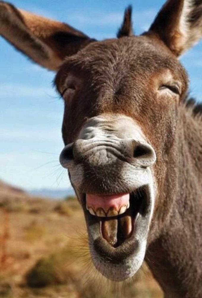 And The JackAss Award Of The Month Goes To………… John Roberts | by Sir ...